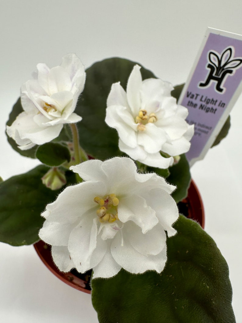 Vat Light in the Night - White Hybrid - Live African Violet 4" - Etsy