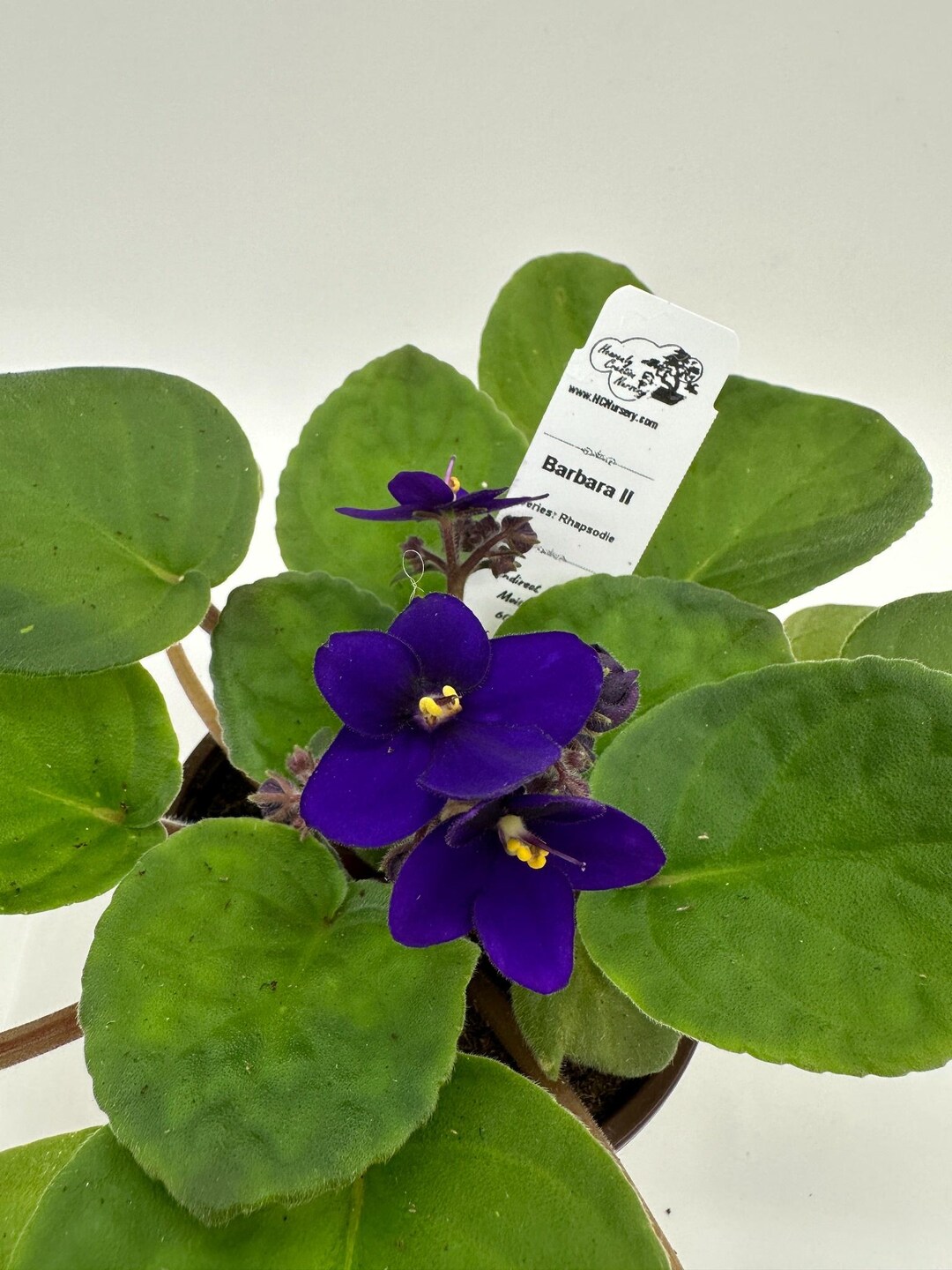 Barbara II - Live African Violet 4" - Series: Rhapsodie - Etsy