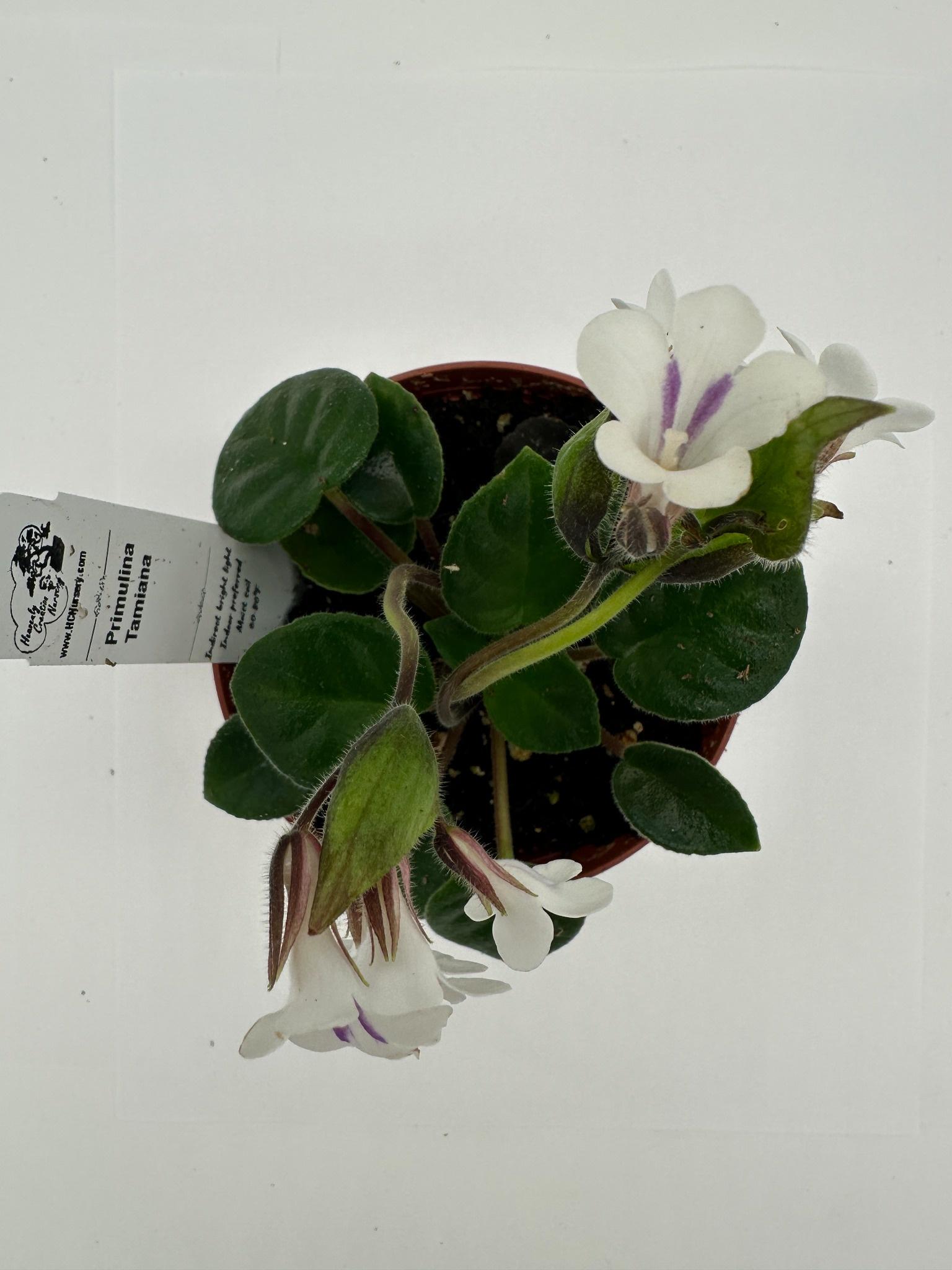 Metapetrocosmea Tamiana - Live Plant 4" - Rare - Etsy