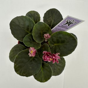 Secret Rendezvous Live African Violet 4 - Etsy