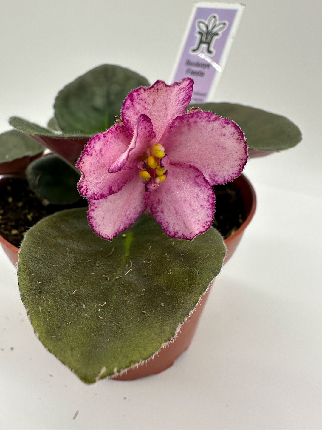 Buckeye Fiesta Live African Violet 4 - Etsy