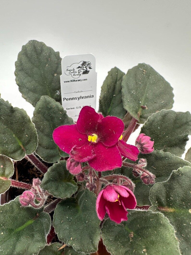 Pennsylvania - Live African Violet 4" - Series: U.S. States - Etsy
