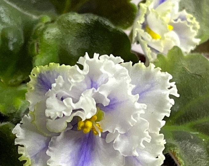Kei Yoki African Violet Starter Plant (ALL PLANTS Require You to ...
