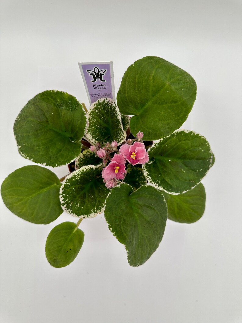 Playful Kisses African Violet Live Plant 4 - Etsy