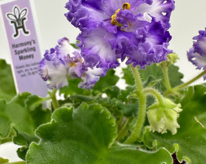 Harmony's Sparkling Money / Purple Hybrid - Live African Violet 4" - Etsy