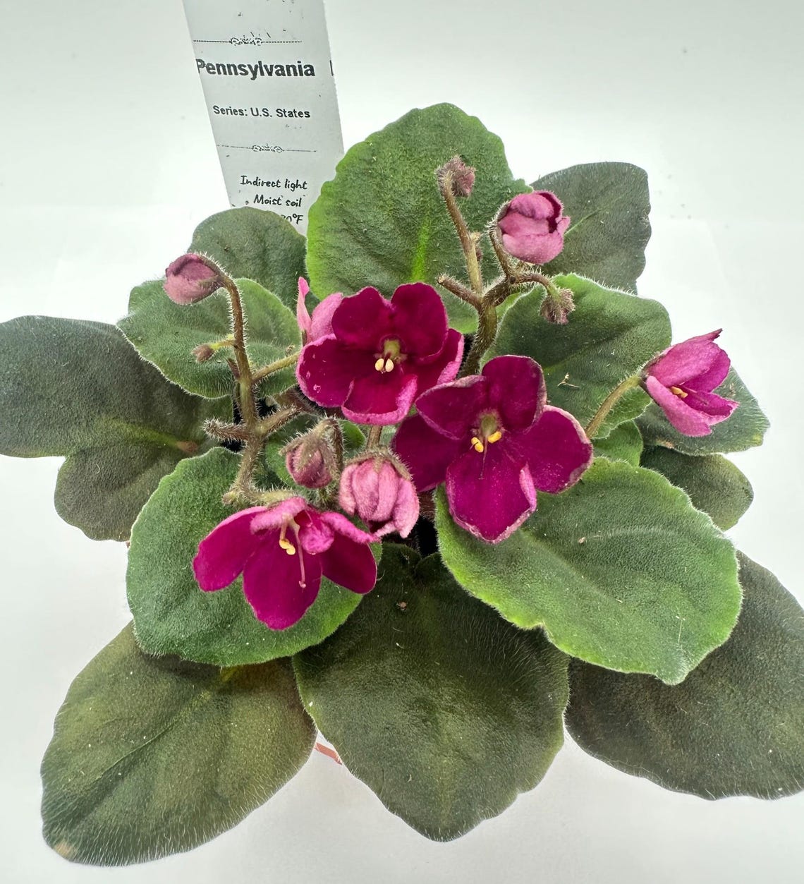 Pennsylvania - Live African Violet 4" - Series: U.S. States - Etsy
