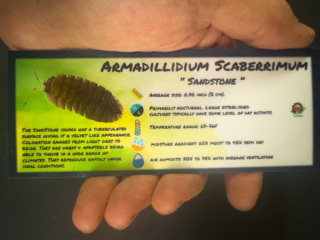Isopod Bin Label- Armadillidium Sandstone - Etsy