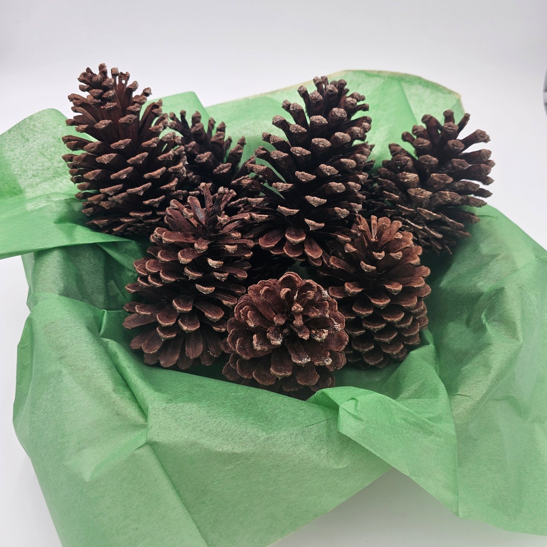 Jumbo North Florida Pine Cones for Crafts and Decorations 15 Count 56 ...