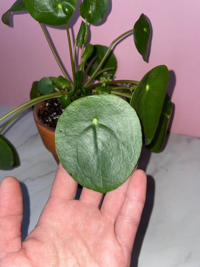Pilea Peperomioides UFO Plant Chinese Money Plant Live - Etsy