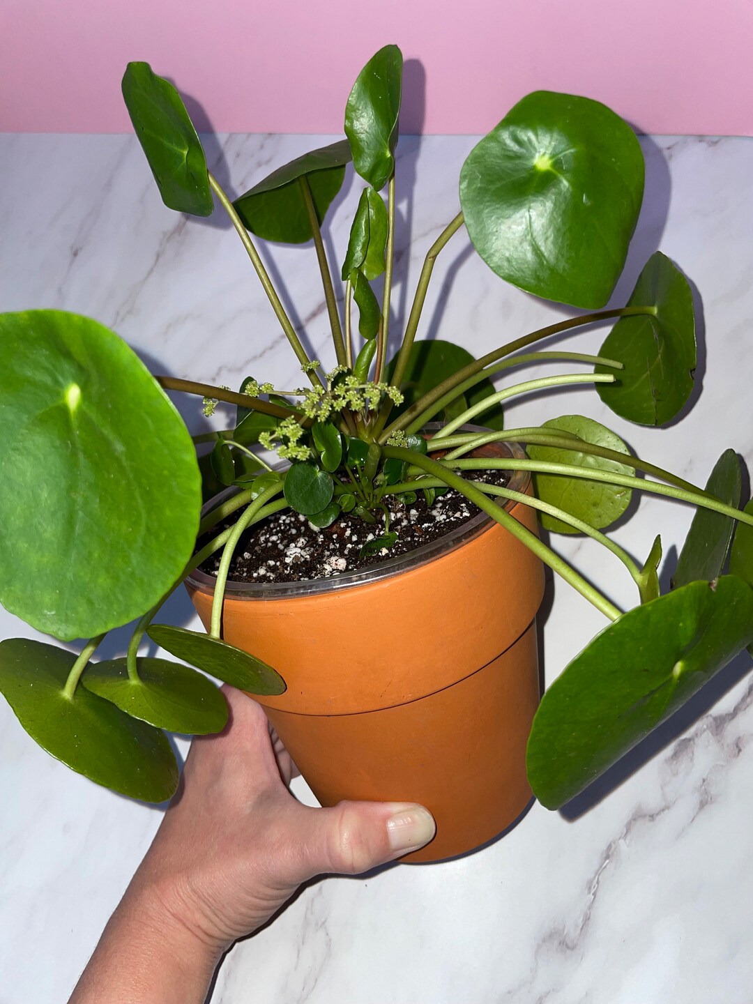 Pilea Peperomioides UFO Plant Chinese Money Plant Live - Etsy