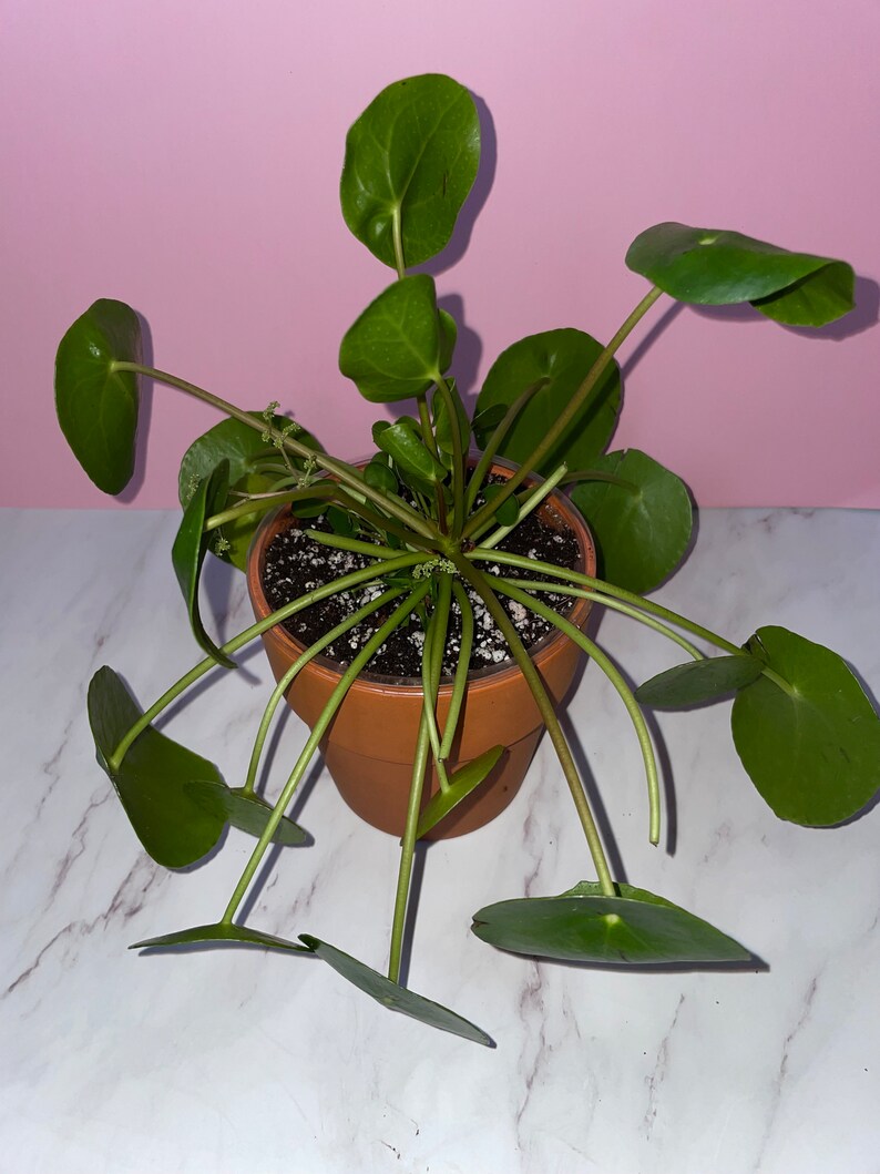 Pilea Peperomioides UFO Plant Chinese Money Plant Live - Etsy