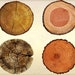 12 Tree Ring Clip Art Vol. 1 - Tree Ring Clipart - Tree Wood Slices ...