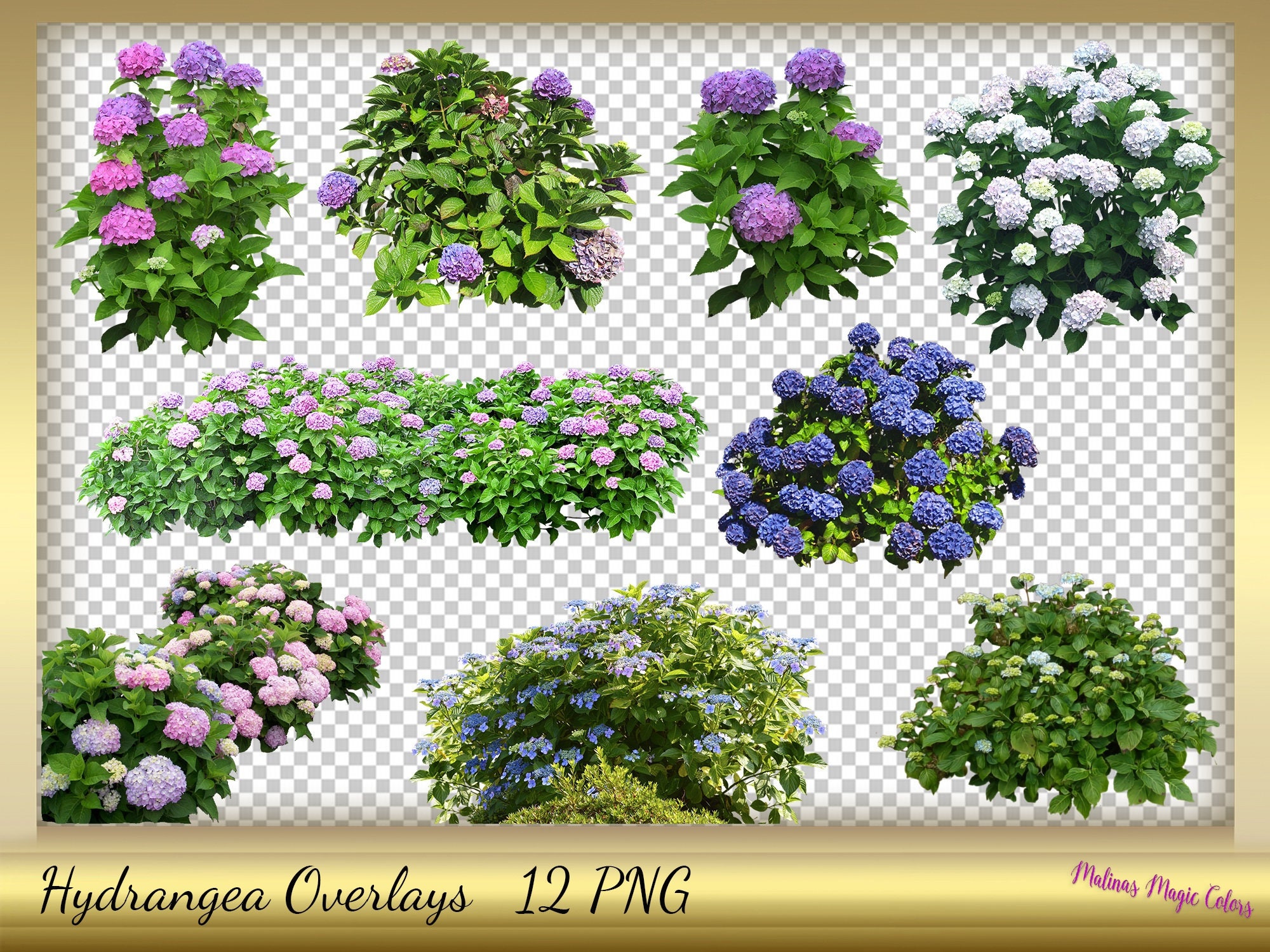 12 Hydrangea Overlays - Flowers Photo Overlays - Flowers Overlay ...