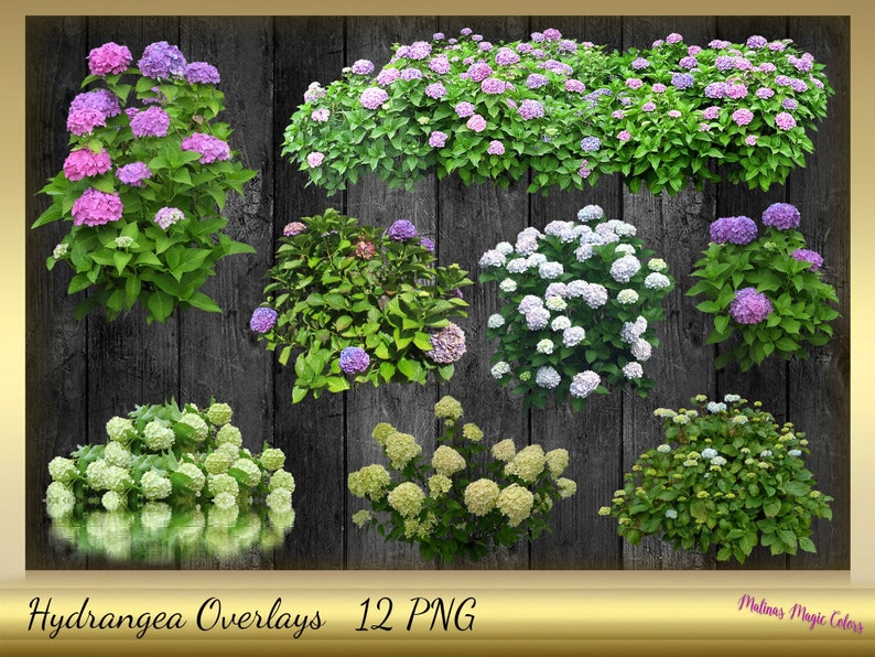 12 Hydrangea Overlays - Flowers Photo Overlays - Flowers Overlay ...