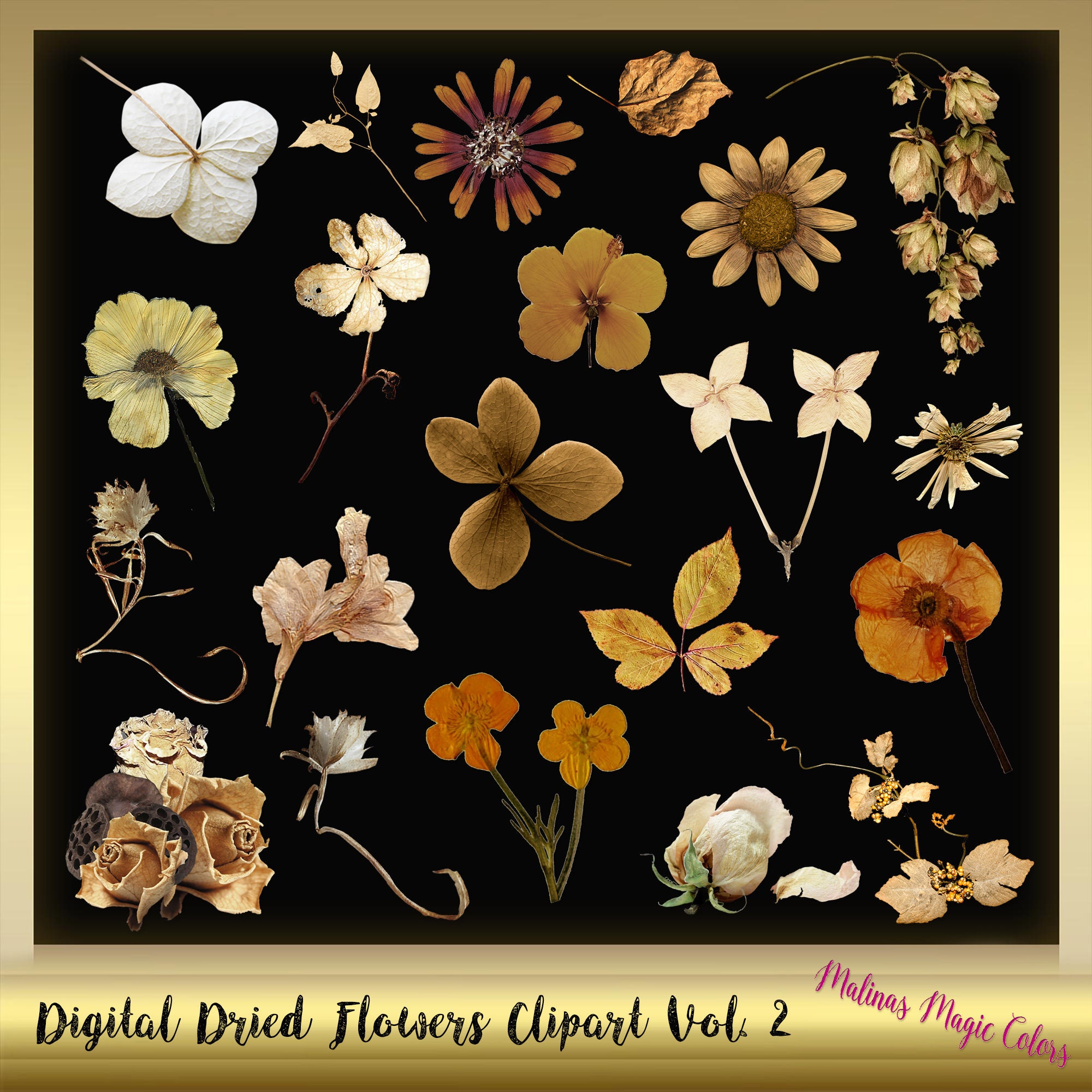 Digital Dried Flowers Cliparts Vol. 2 - Floral Clipart - Dried Flowers ...