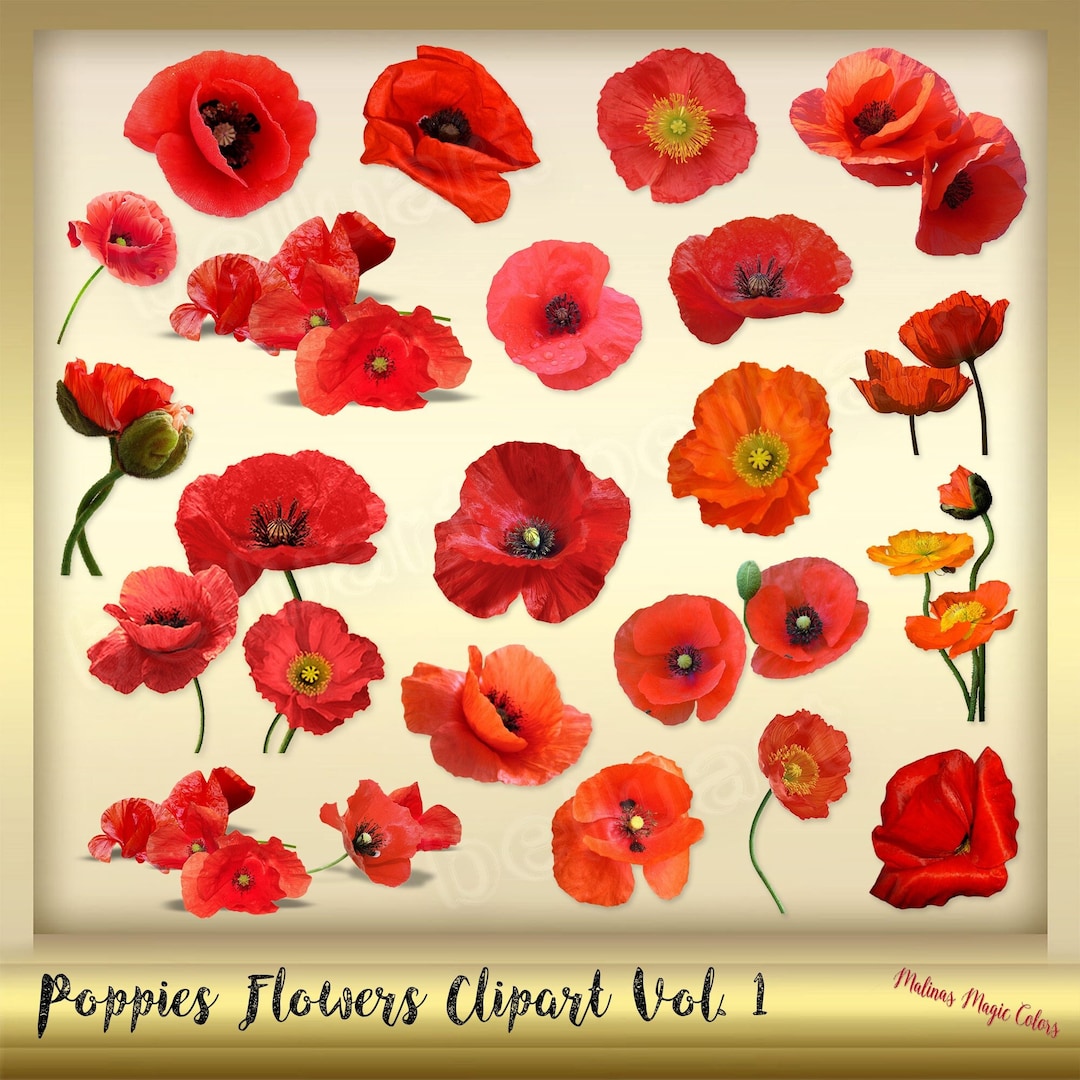 Poppies Flowers Clipart Poppies Clip Art Poppy Clipart Field Flower ...