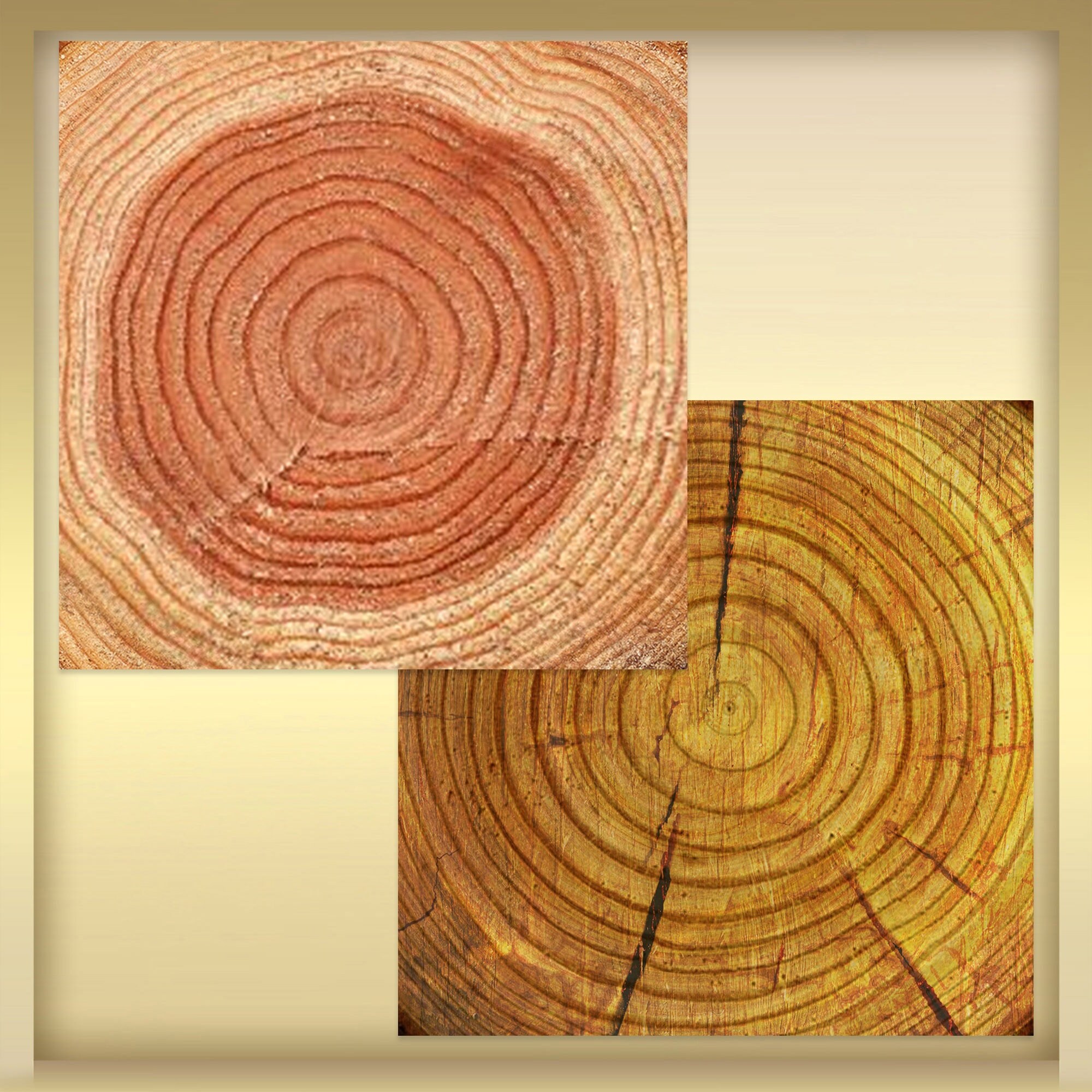 Tree Ring Background Tree Ring Texture Growth Rings Background Instant ...