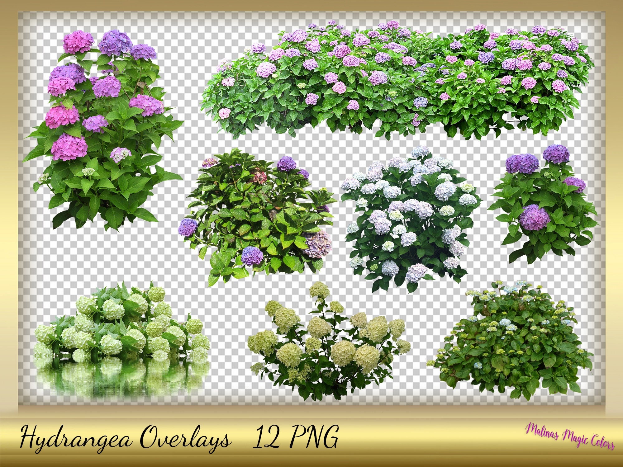 12 Hydrangea Overlays - Flowers Photo Overlays - Flowers Overlay ...