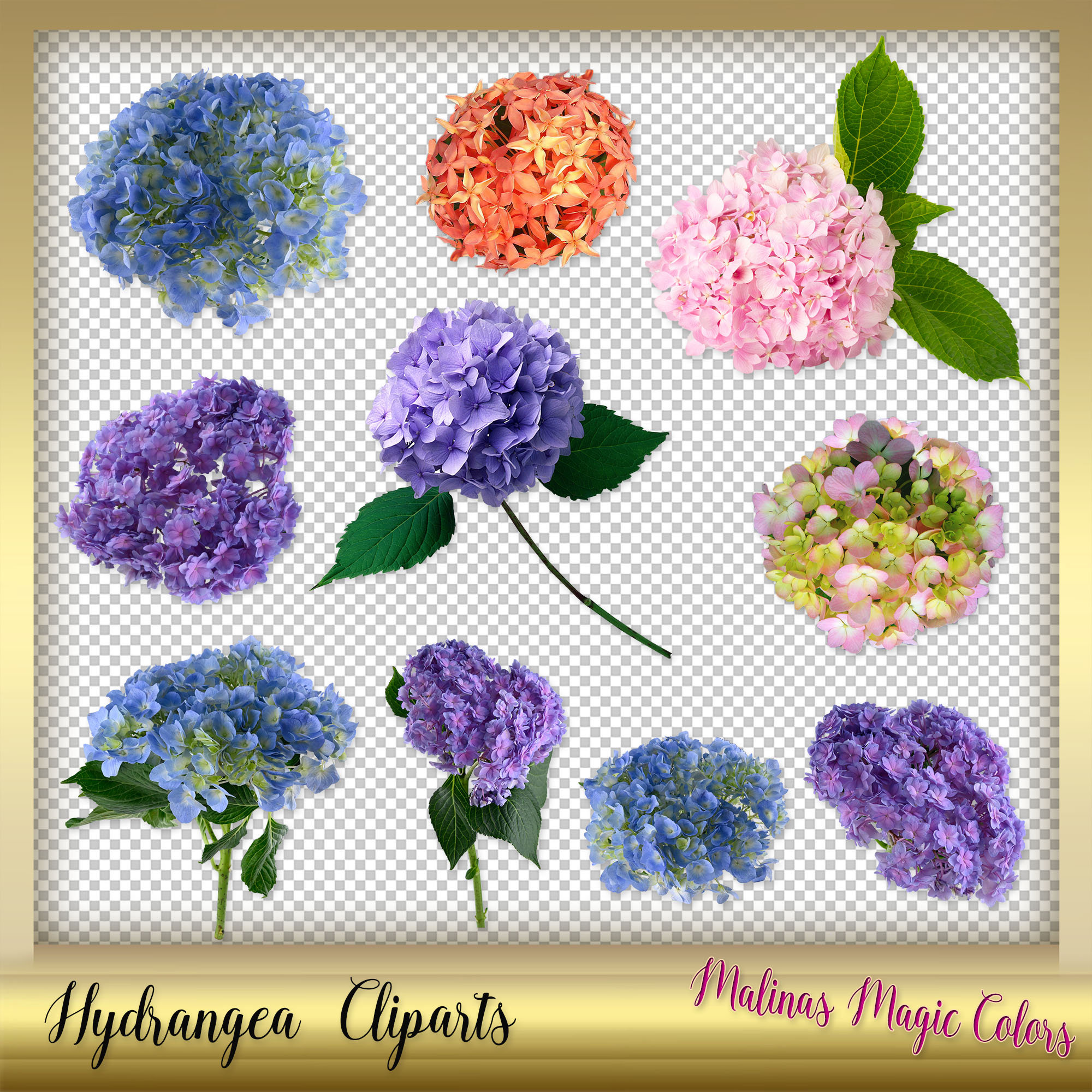 Hydrangea Flowers Clip Art Hydrangea Real Style Clipart - Etsy
