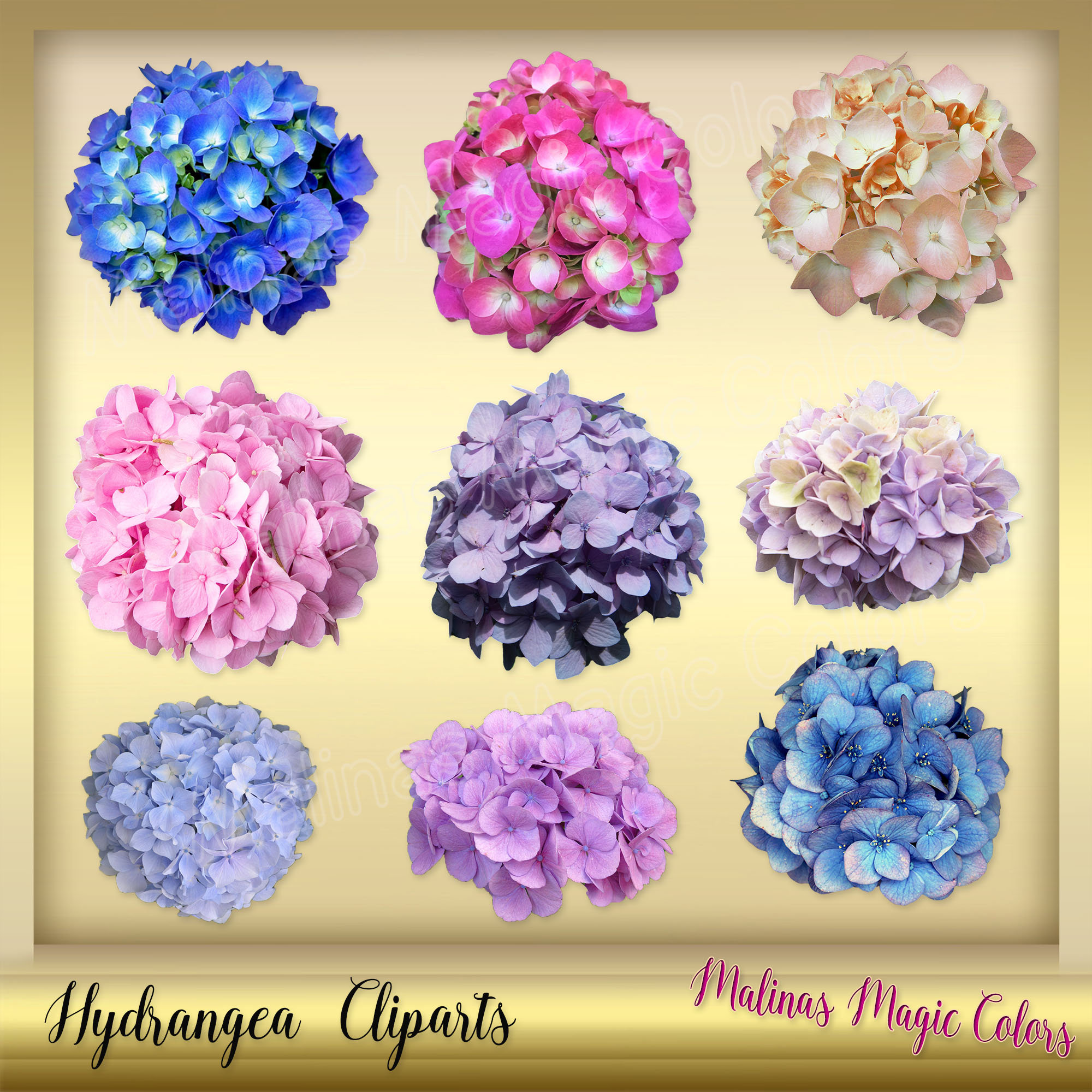 Hydrangea Flowers Clip Art Hydrangea Real Style Clipart - Etsy