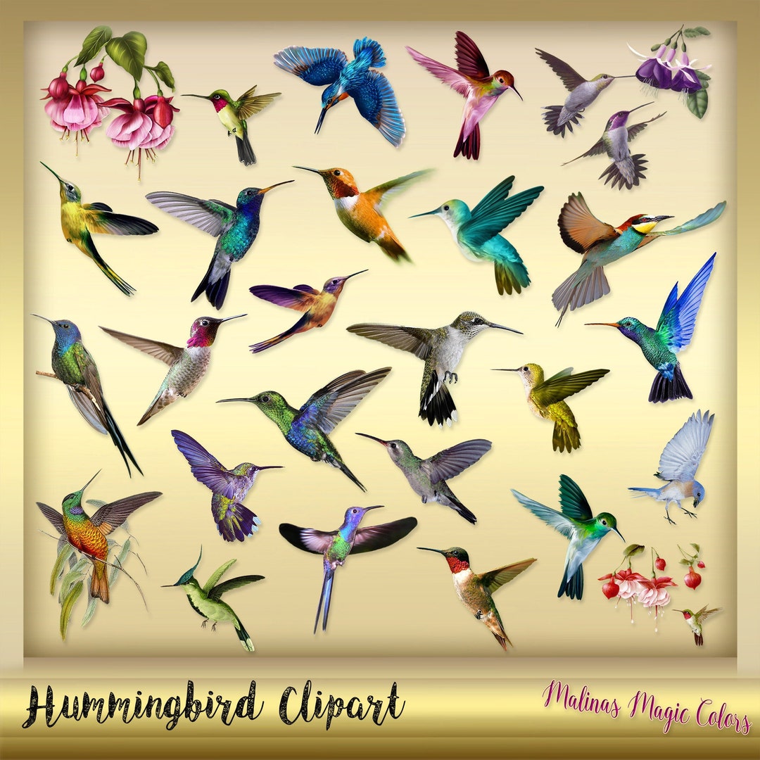 25 Hummingbird Clipart - Birds Clipart - Humming Birds Clip Art ...