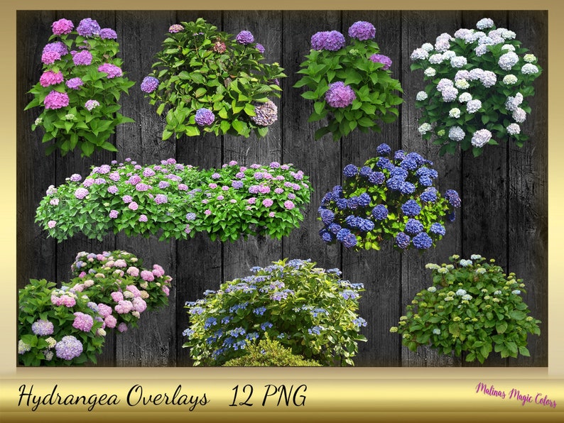 12 Hydrangea Overlays - Flowers Photo Overlays - Flowers Overlay ...