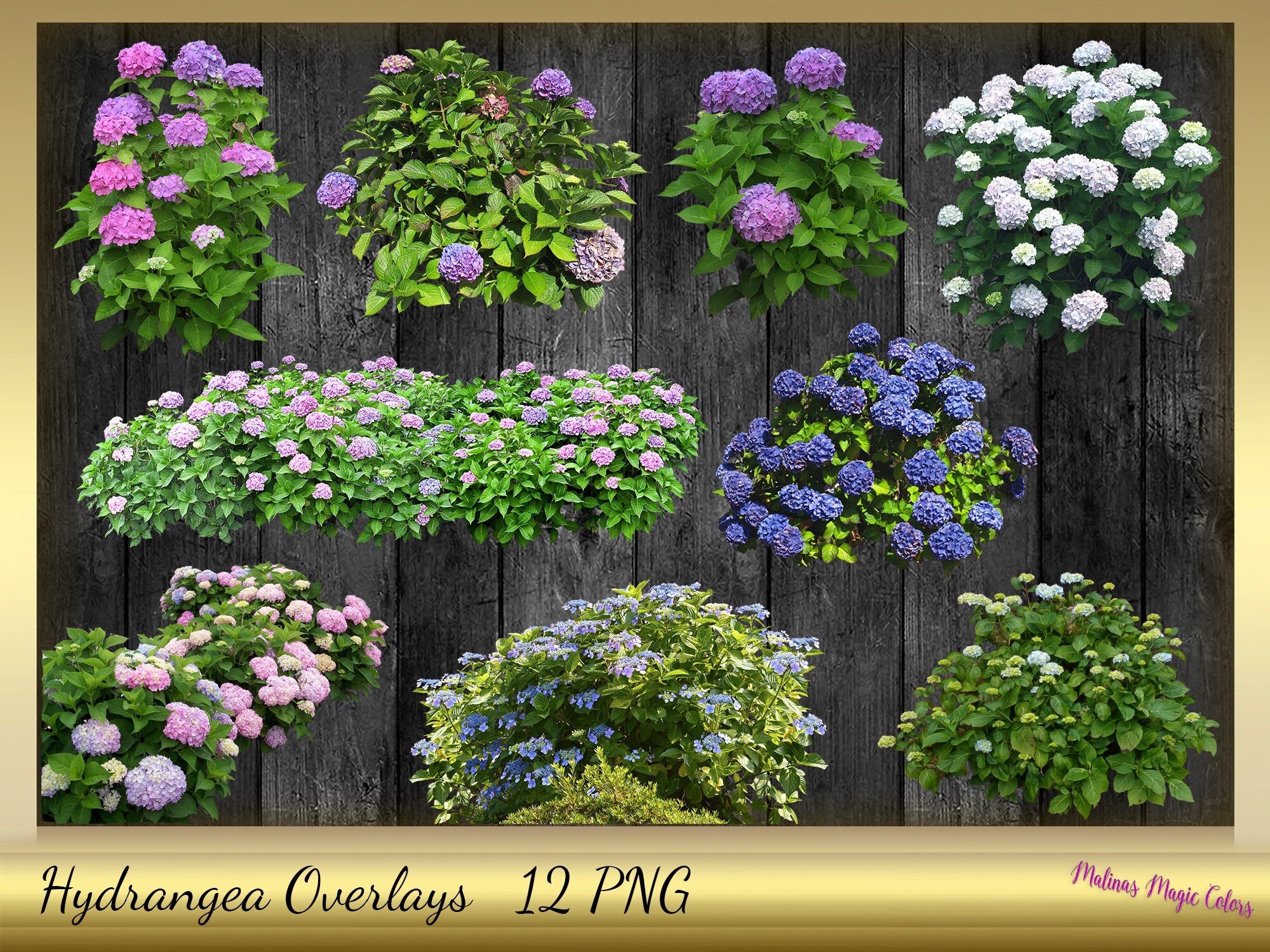 12 Hydrangea Overlays - Flowers Photo Overlays - Flowers Overlay ...