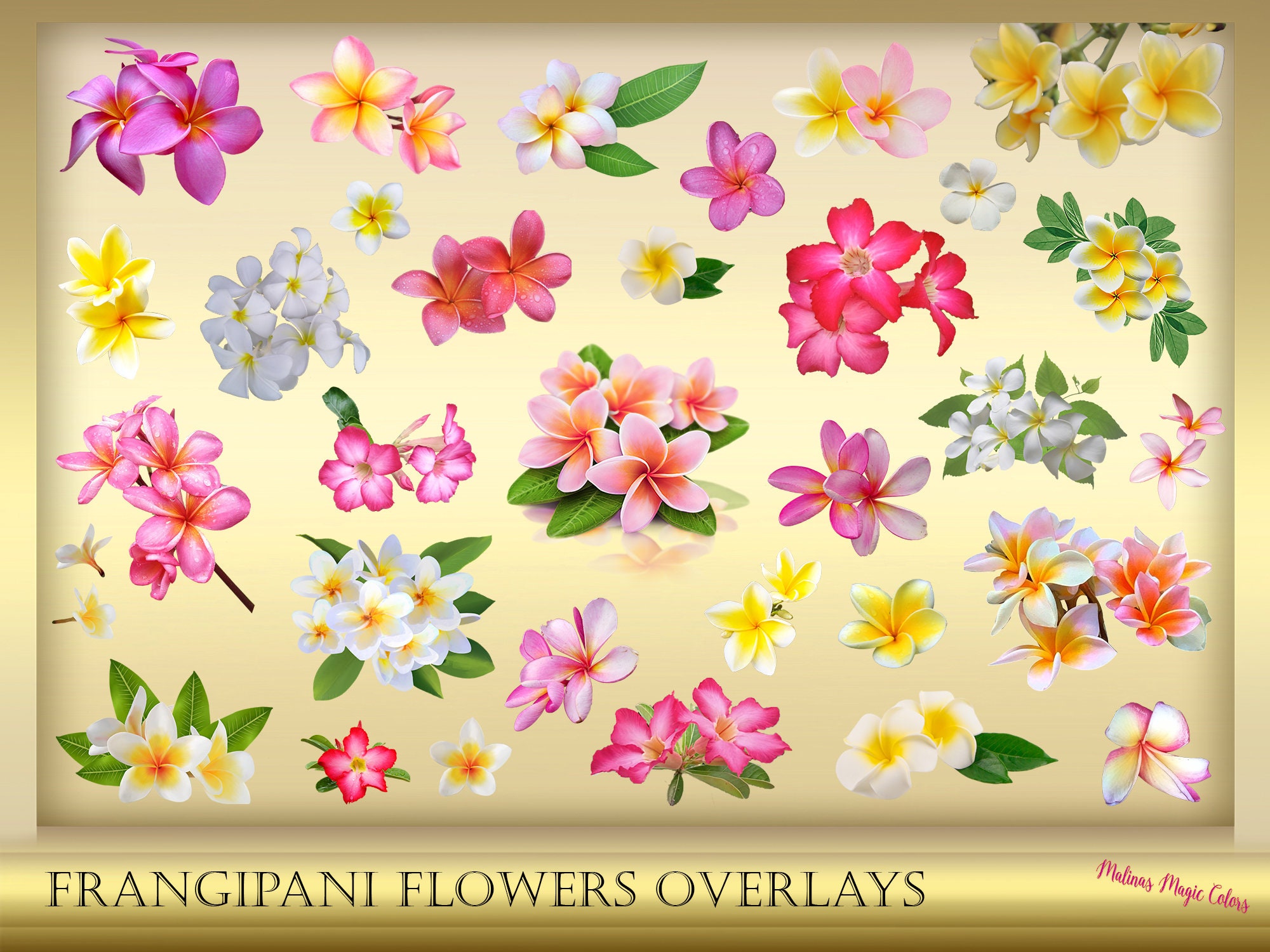 40 Frangipani Flowers Clip Art Plumeria Flowers Clip Art Exotic Flowers ...