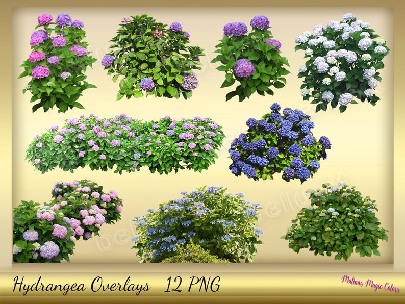 12 Hydrangea Overlays - Flowers Photo Overlays - Flowers Overlay ...