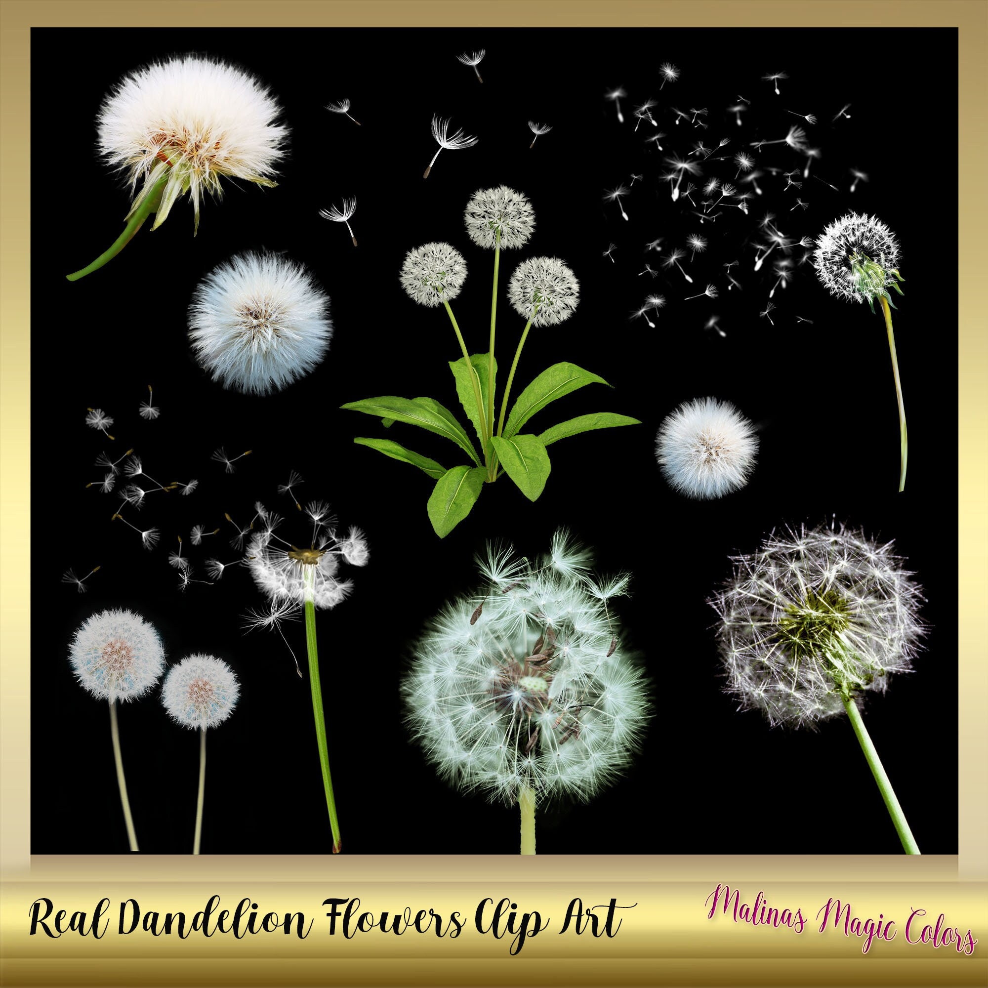 12 Real Dandelion Flowers Clip Art Dandelion Overlay Flying Dandelion ...