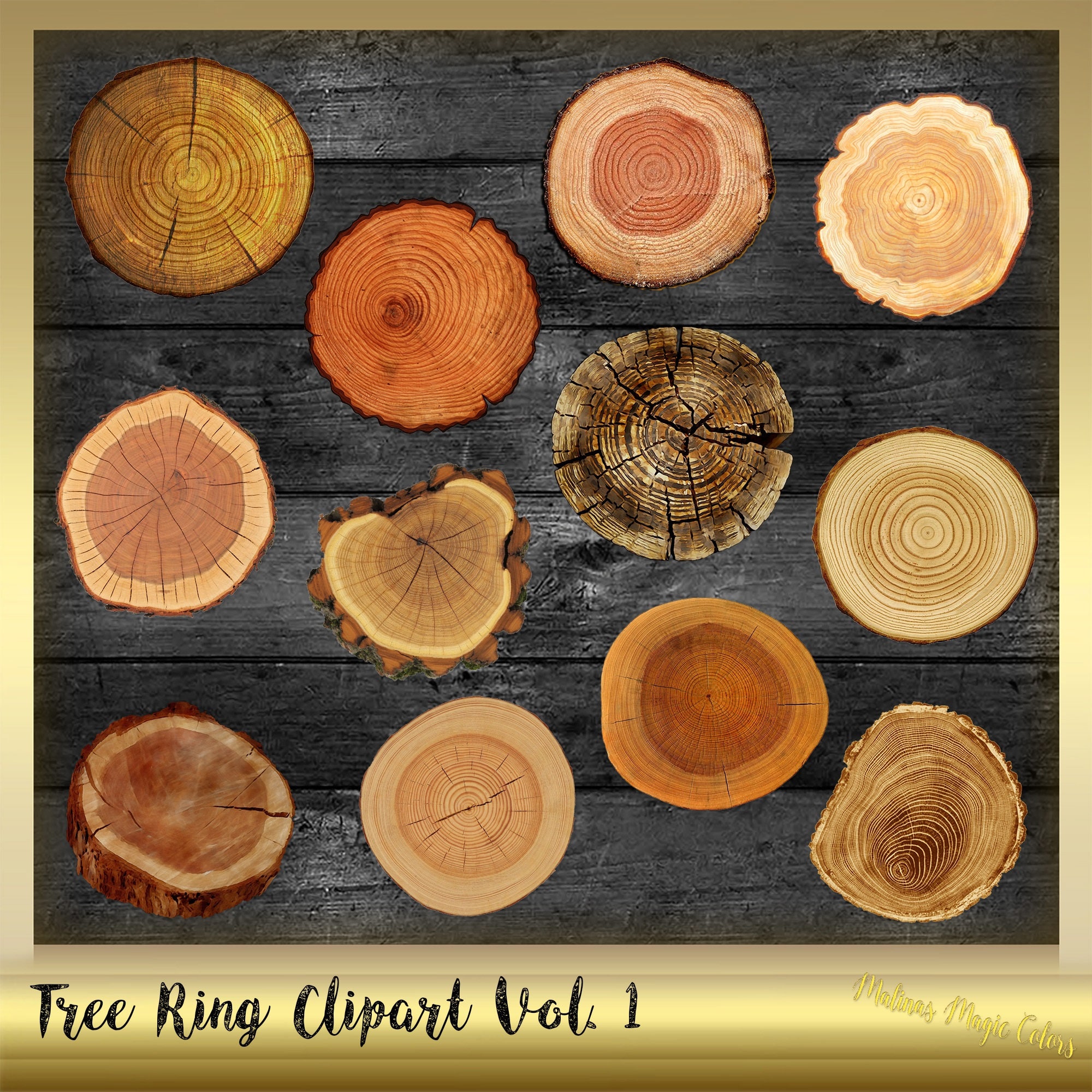 12 Tree Ring Clip Art Vol. 1 - Tree Ring Clipart - Tree Wood Slices ...
