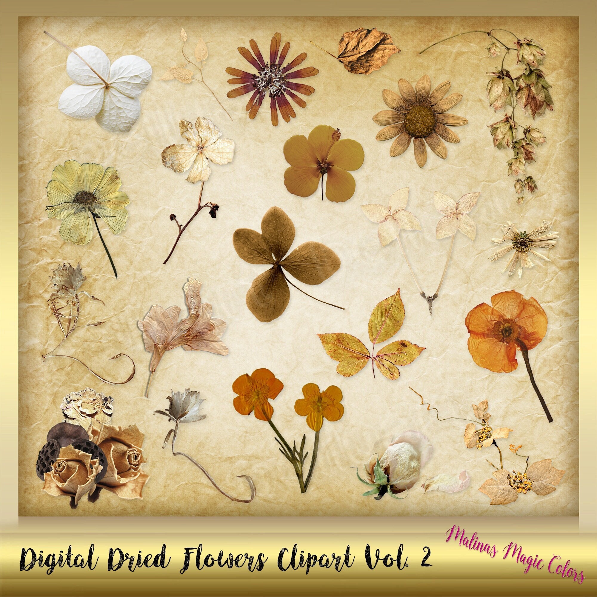 Digital Dried Flowers Cliparts Vol. 2 - Floral Clipart - Dried Flowers ...