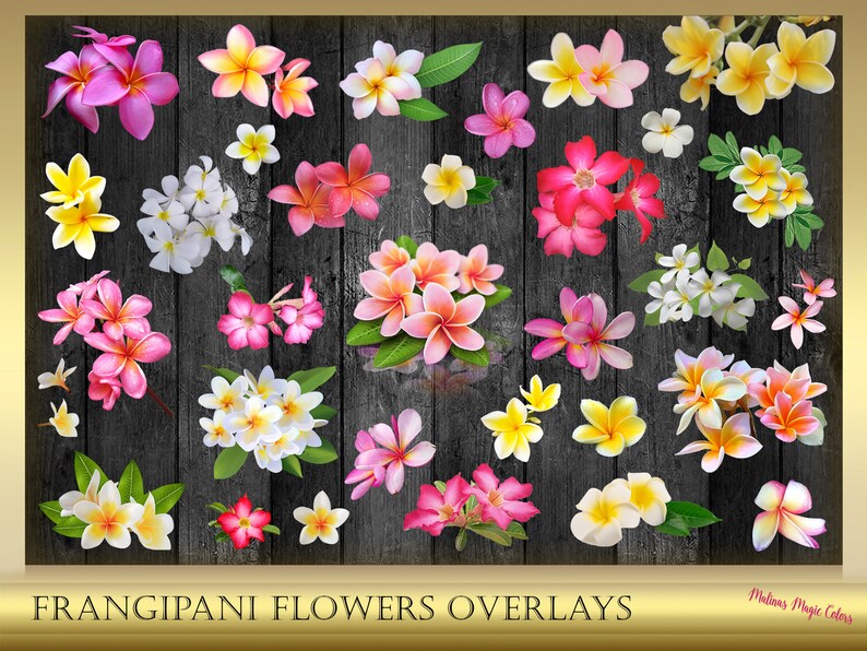 40 Frangipani Flowers Clip Art Plumeria Flowers Clip Art Exotic Flowers ...