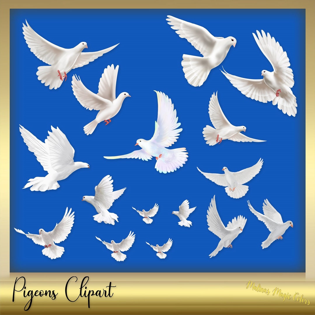 Pigeons Clipart Pigeon Clipart Pigeon Overlays Flying Pigeons Dove ...