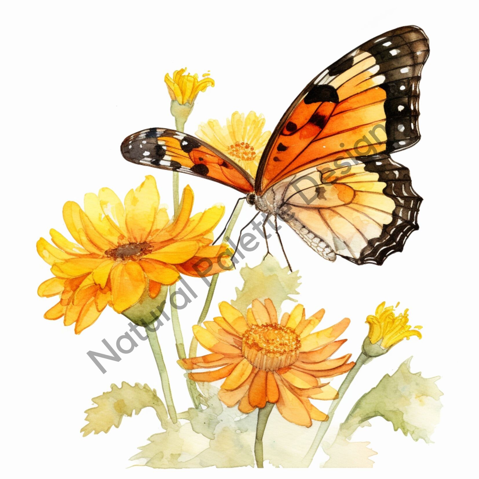 Butterfly Watercolor Clip Art 25 Png Files. Transparent - Etsy