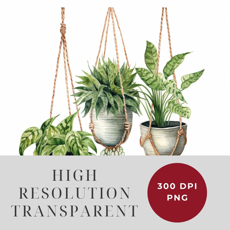 Hanging House Plant Clipart, Botanical Illustration, Commercial Use ...