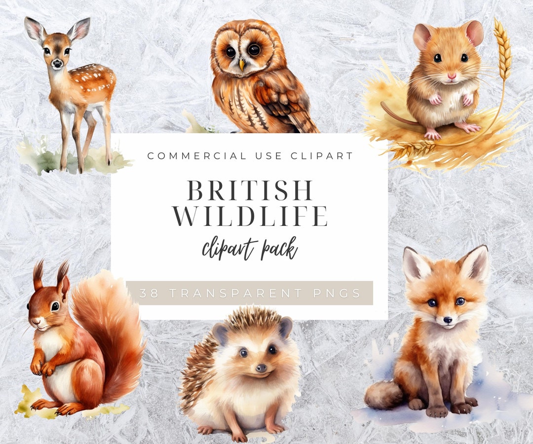 British Wildlife Clipart Png Files, Watercolor Woodlands , Sublimation ...
