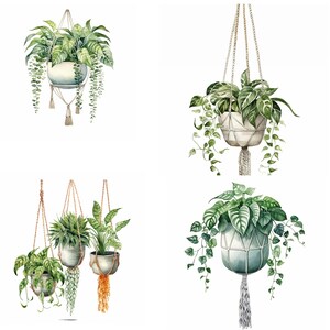 Hanging House Plant Clipart, Botanical Illustration, Commercial Use ...