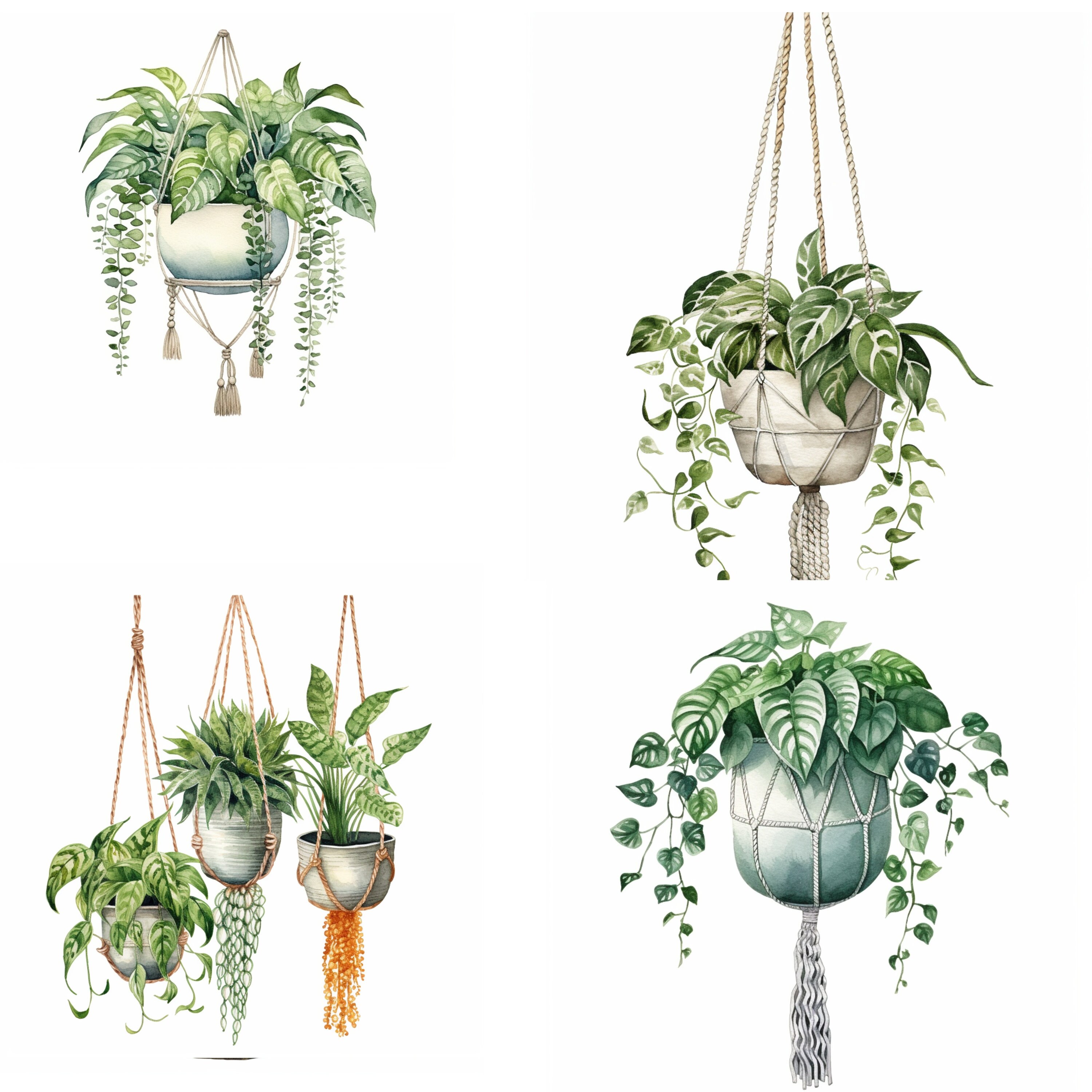 Hanging House Plant Clipart, Botanical Illustration, Commercial Use ...