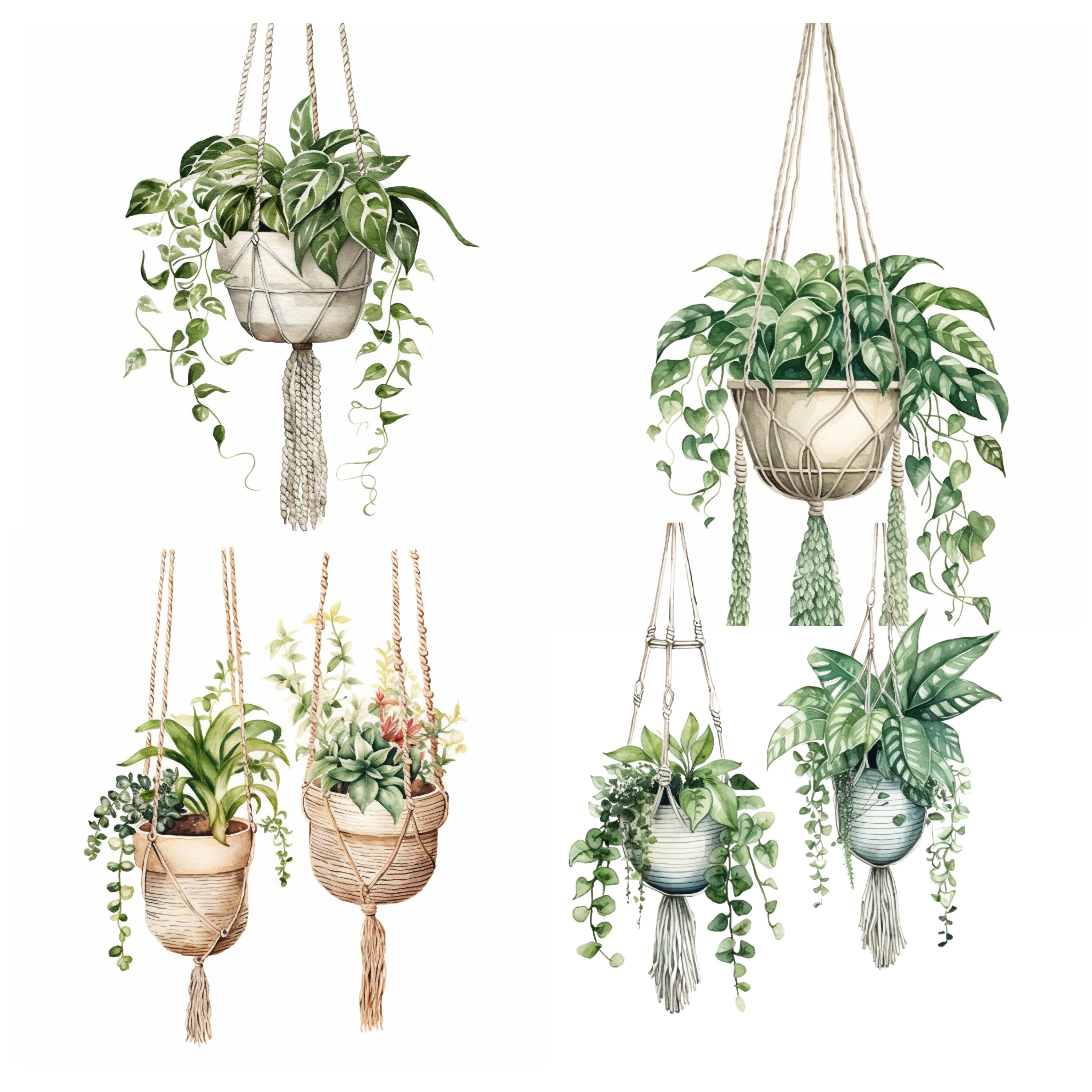 Hanging House Plant Clipart, Botanical Illustration, Commercial Use ...