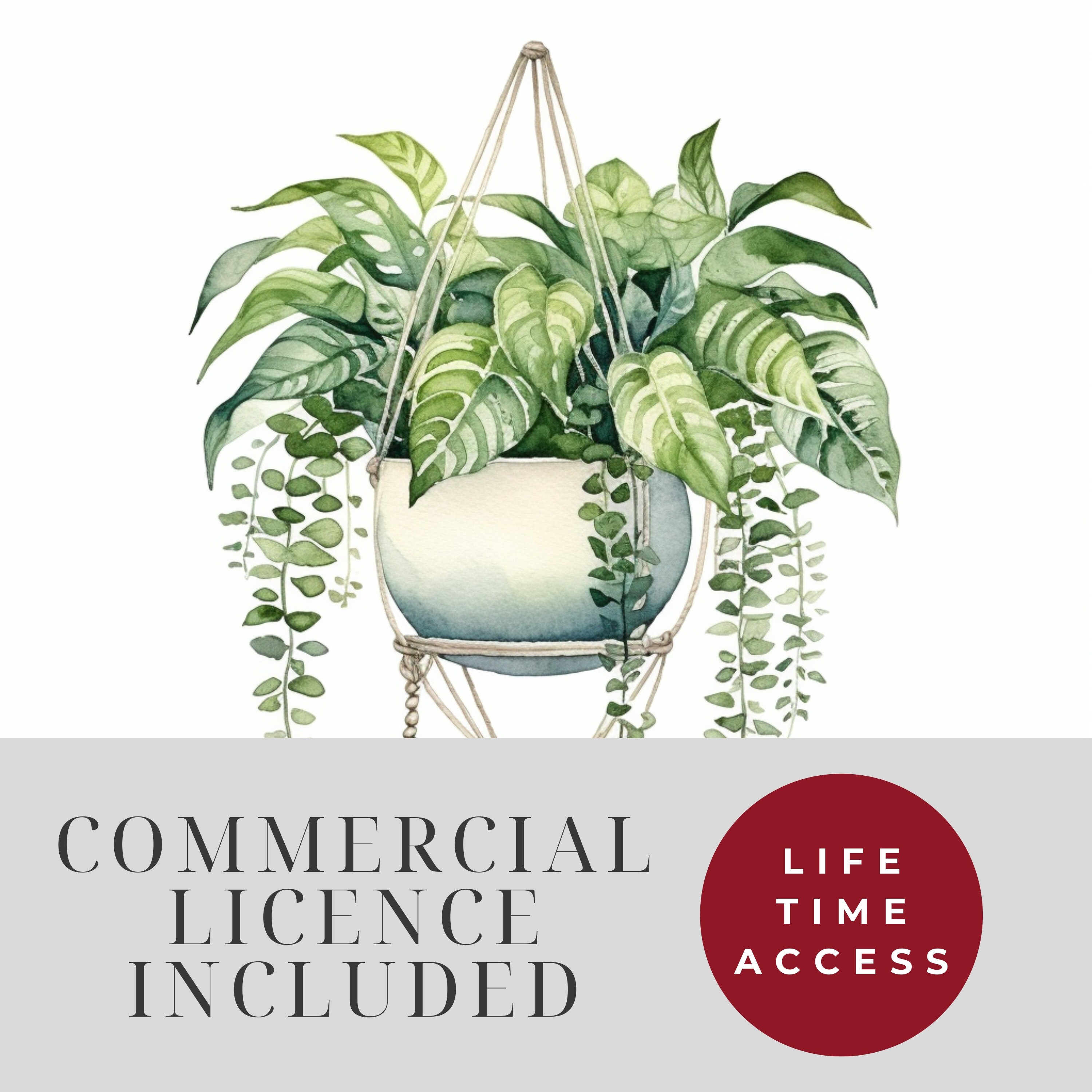 Hanging House Plant Clipart, Botanical Illustration, Commercial Use ...