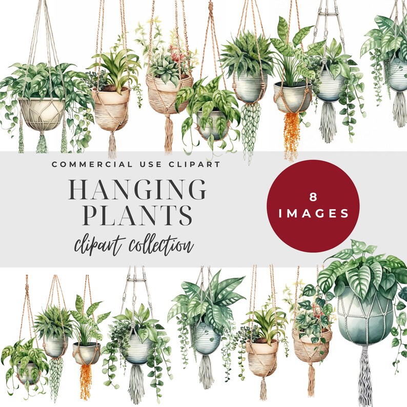 Hanging House Plant Clipart, Botanical Illustration, Commercial Use ...