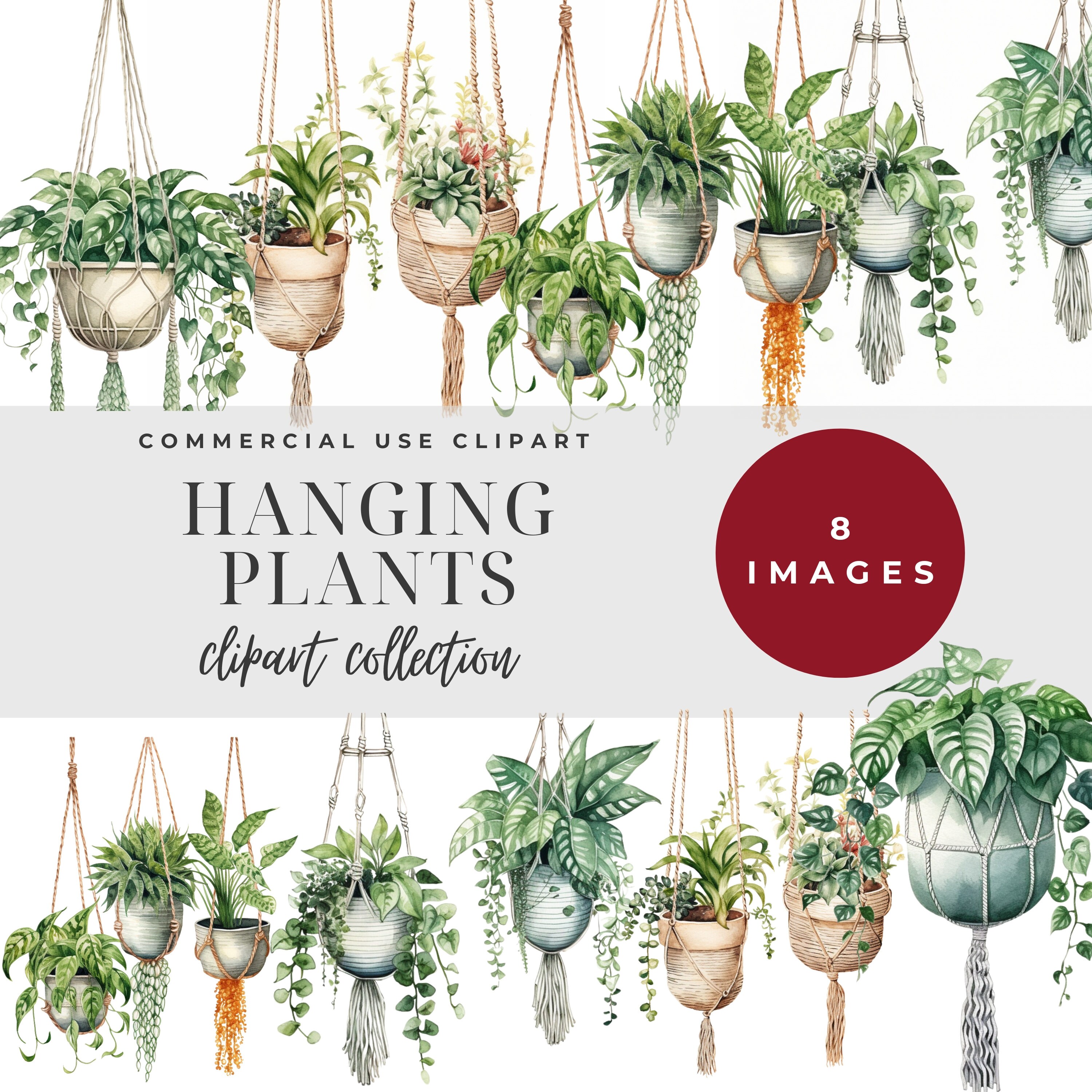 Hanging House Plant Clipart, Botanical Illustration, Commercial Use ...