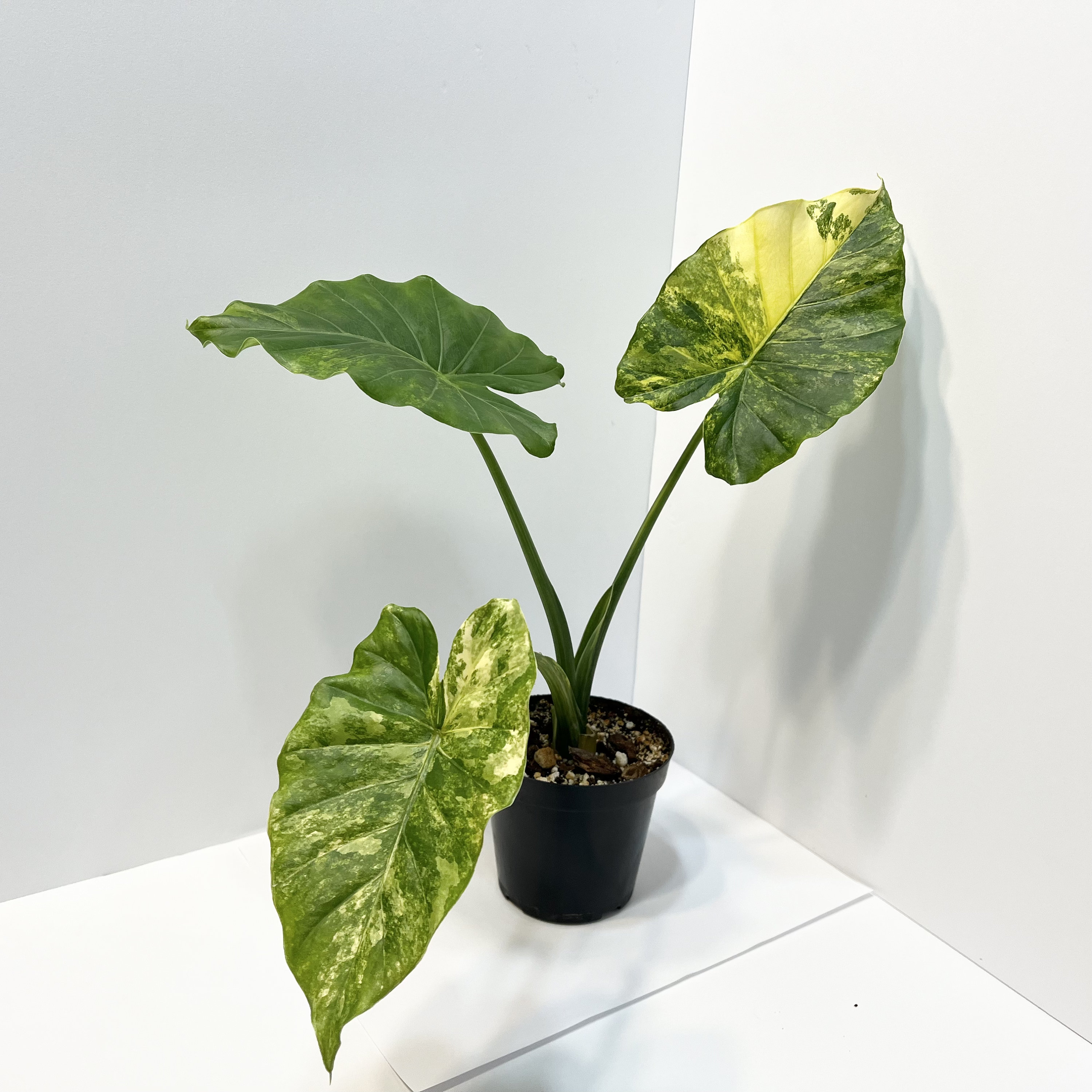 Alocasia Gageana Aurea - Etsy