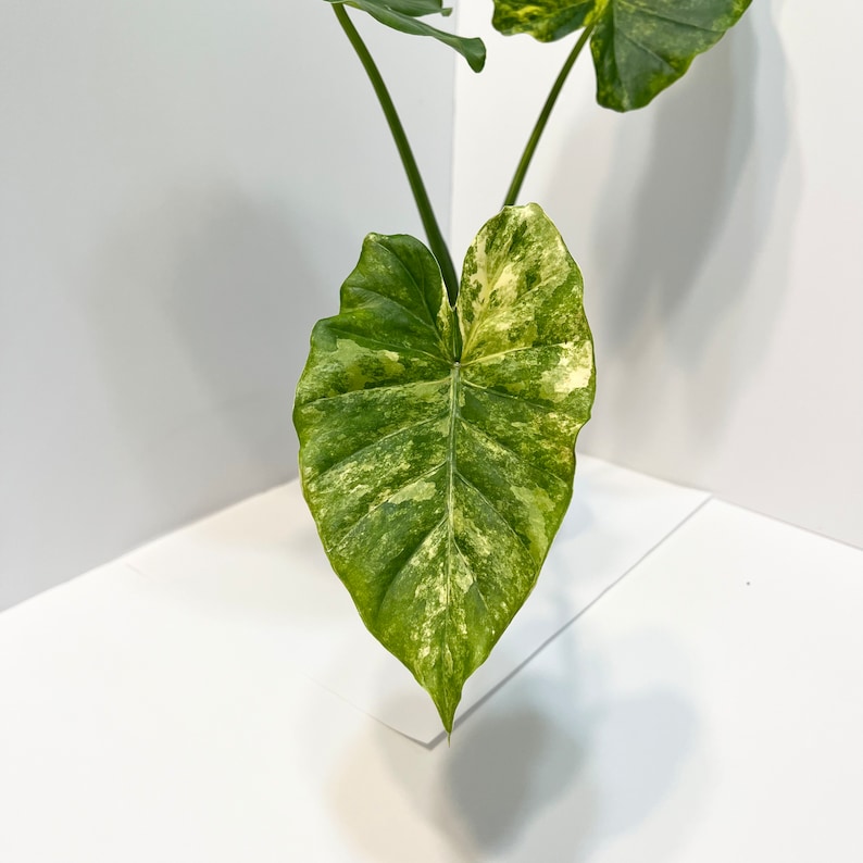Alocasia Gageana Aurea - Etsy