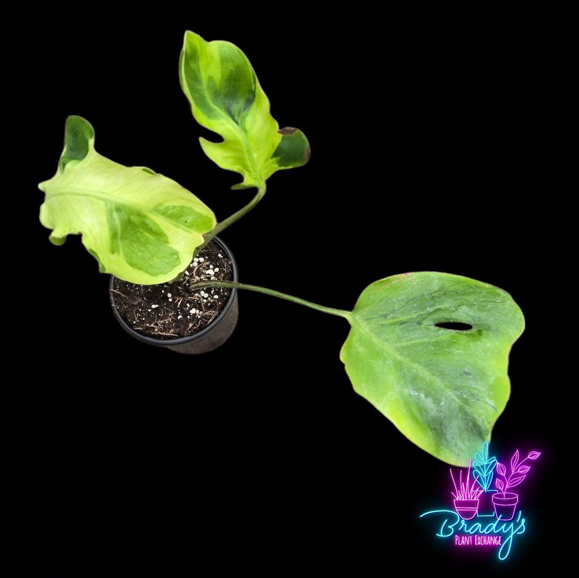 US Seller EXACT PLANT Rare Monstera Flamicito Rooted Live Plant- 4 Inch ...