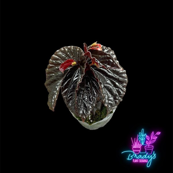 Begonia Plant - Etsy