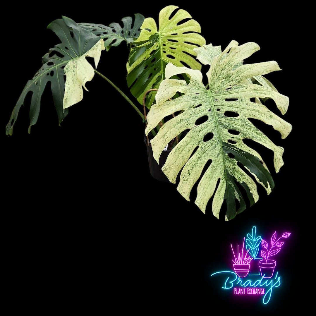 US Seller EXACT PLANT Ultra Rare Large Monstera Deliciosa White Tear ...