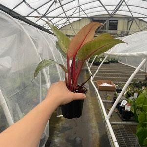 US Seller EXACT PLANT Super Rare Philodendron Red Congo Mint Exact ...