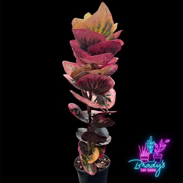 Croton - Etsy